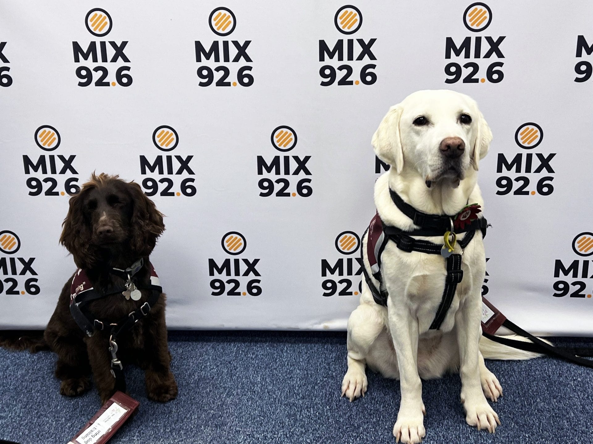 Paws for applause: meet the heroes behind Hearing Dogs for Deaf People ...